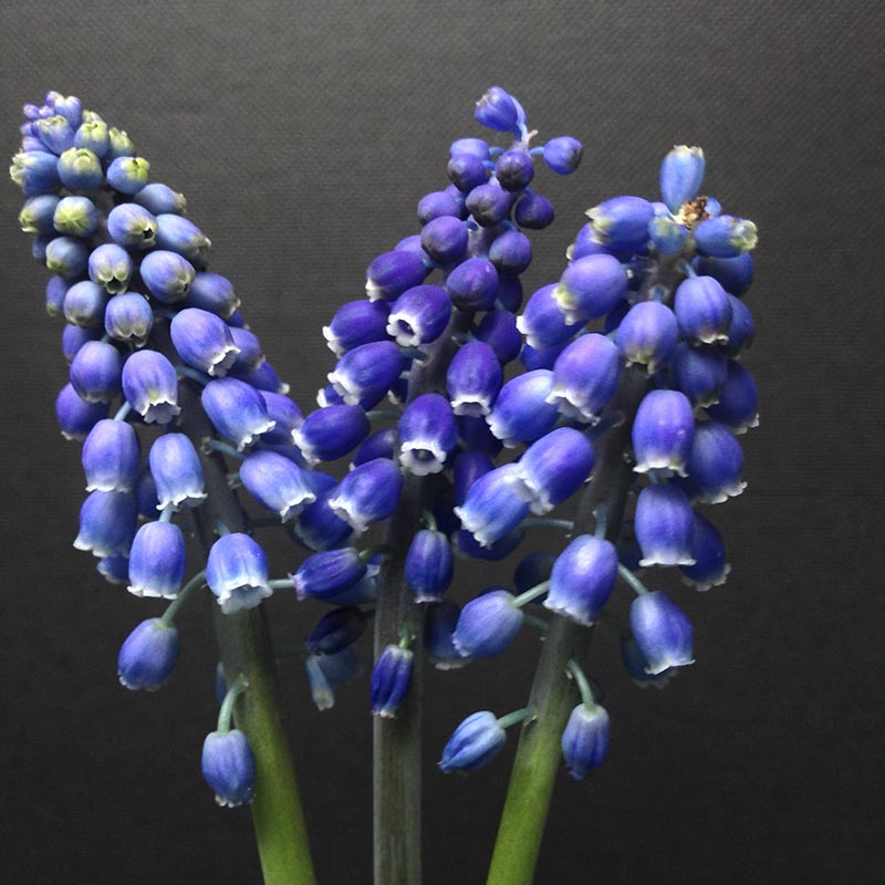 Camera Phone Photography for Flowers | Brightwater Horticultural Society