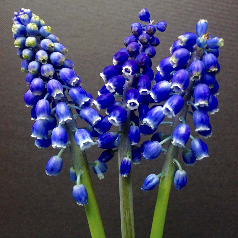 Camera Phone Photography for Flowers | Brightwater Horticultural Society