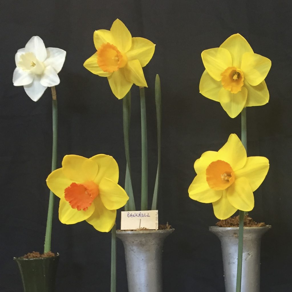 2018 Spring Flower Show Photos | Brightwater Horticultural Society