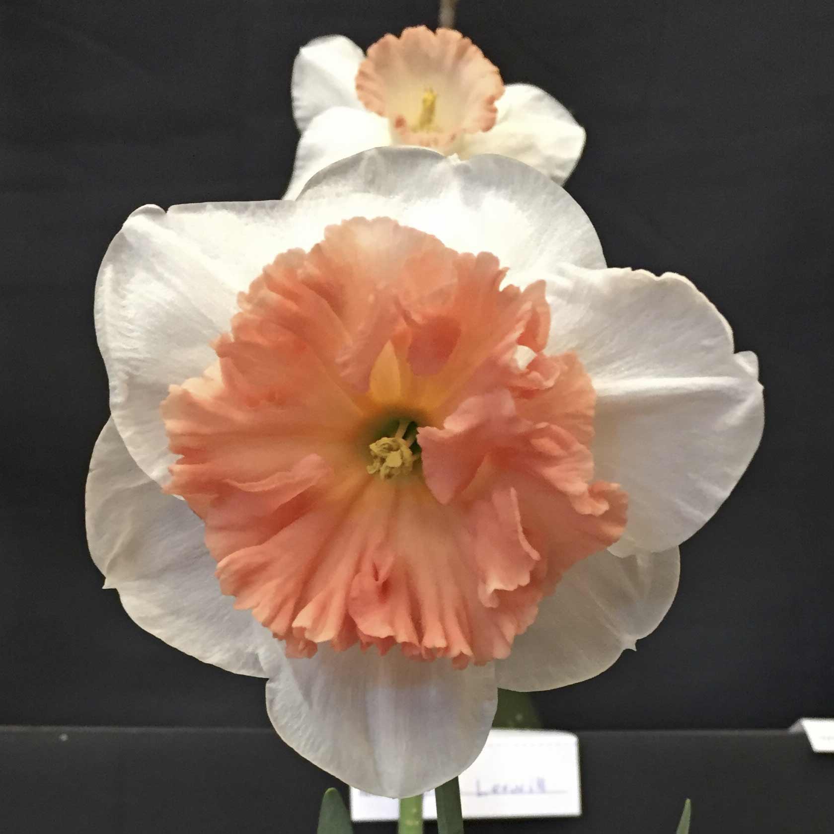 2018 Spring Flower Show Photos | Brightwater Horticultural Society