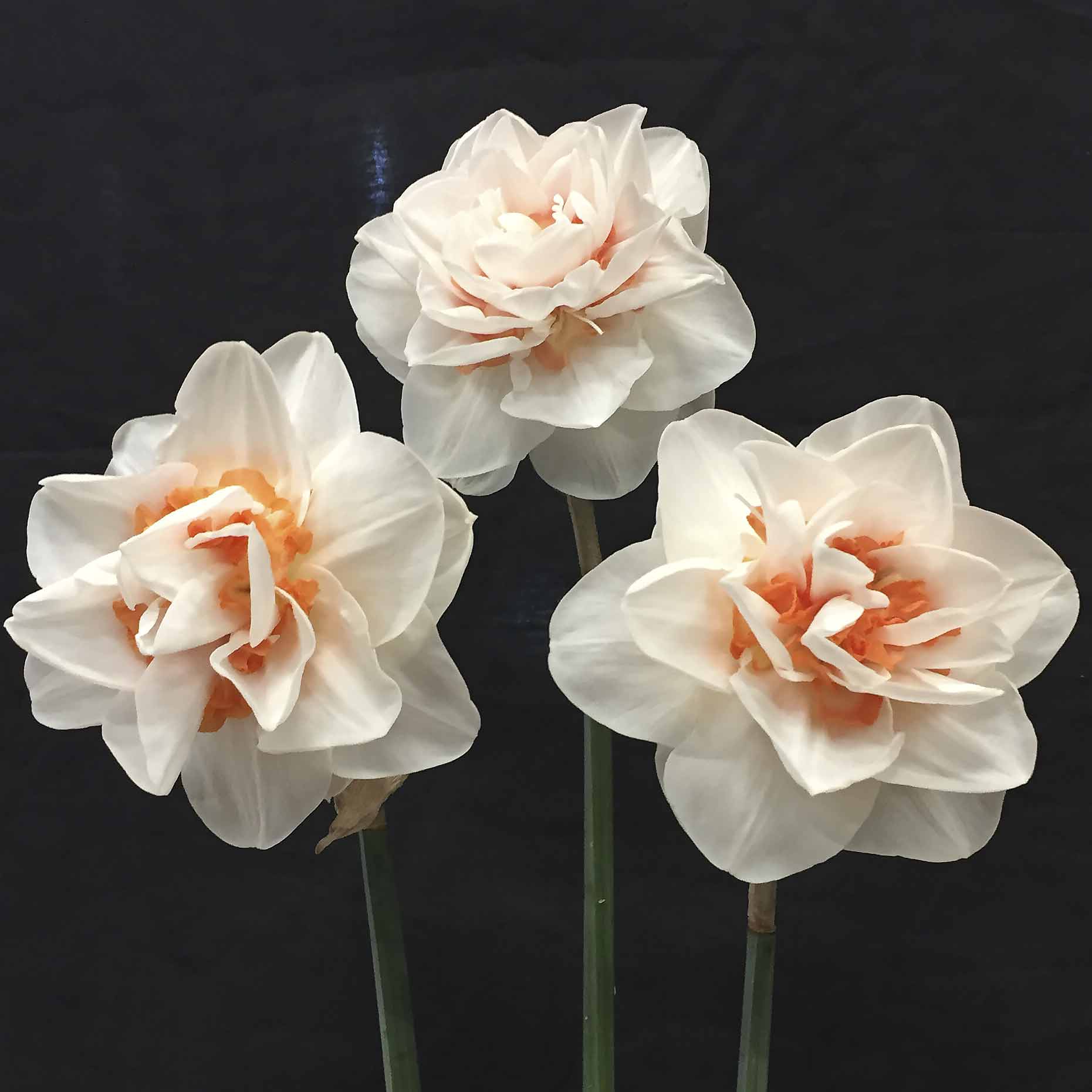 2018 Spring Flower Show Photos | Brightwater Horticultural Society