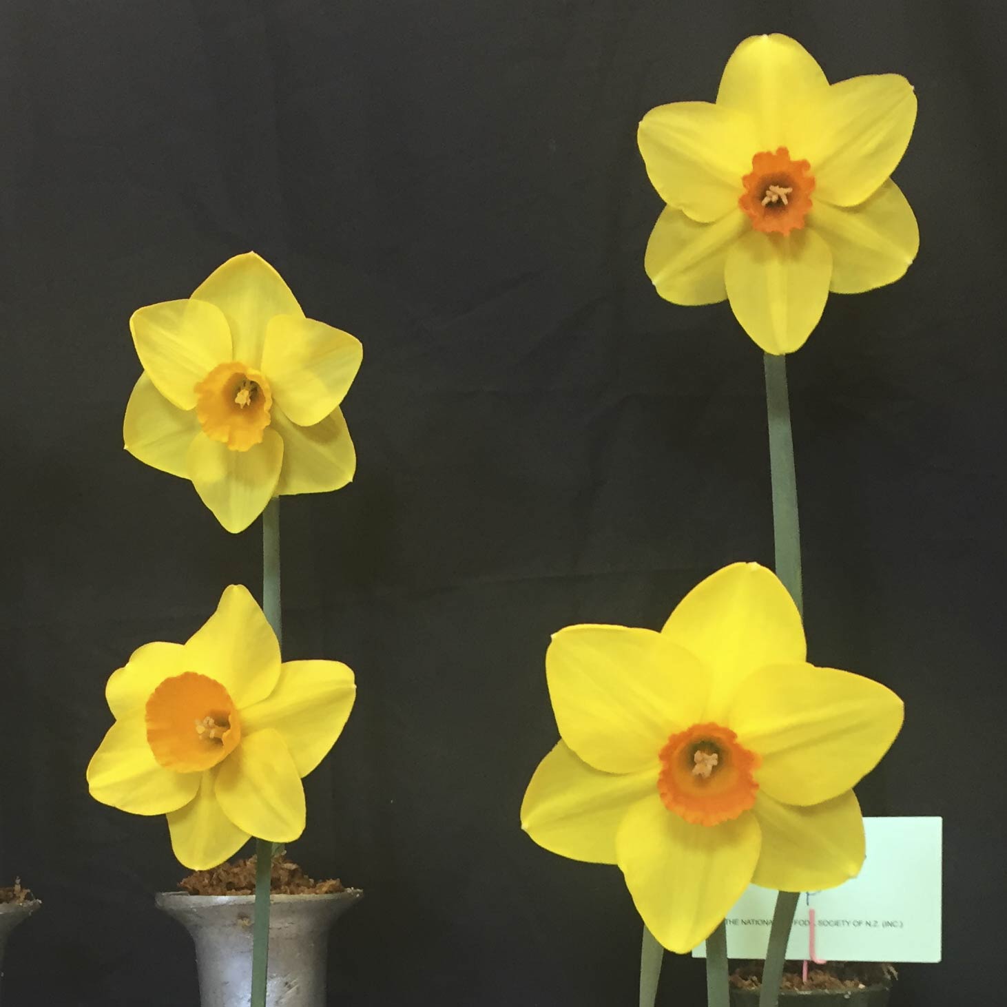 2018 Spring Flower Show Photos | Brightwater Horticultural Society