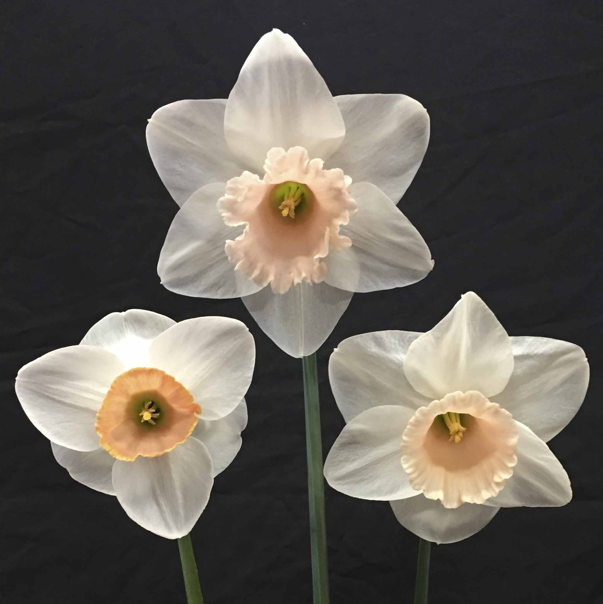 2018 Spring Flower Show Photos | Brightwater Horticultural Society