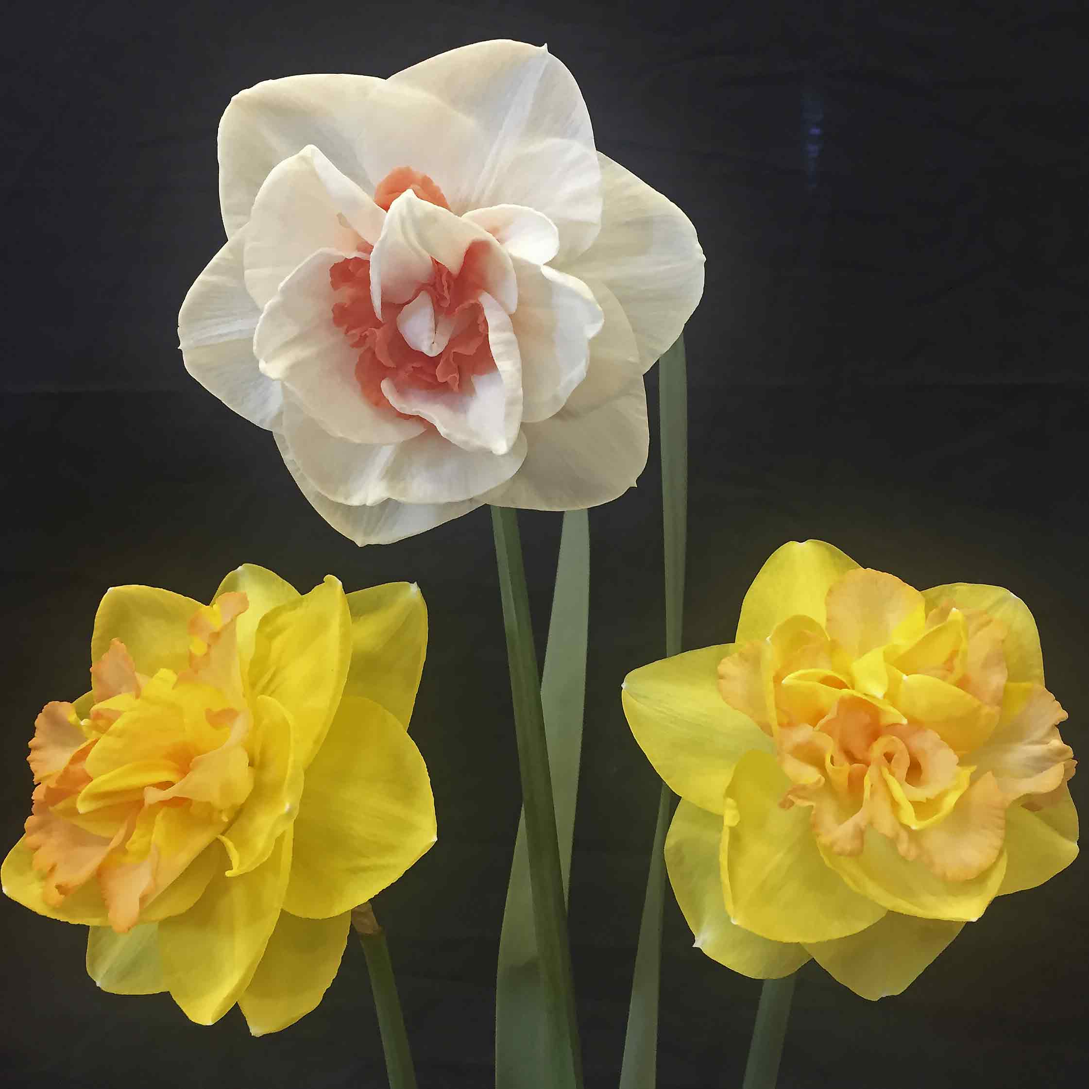 2018 Spring Flower Show Photos | Brightwater Horticultural Society