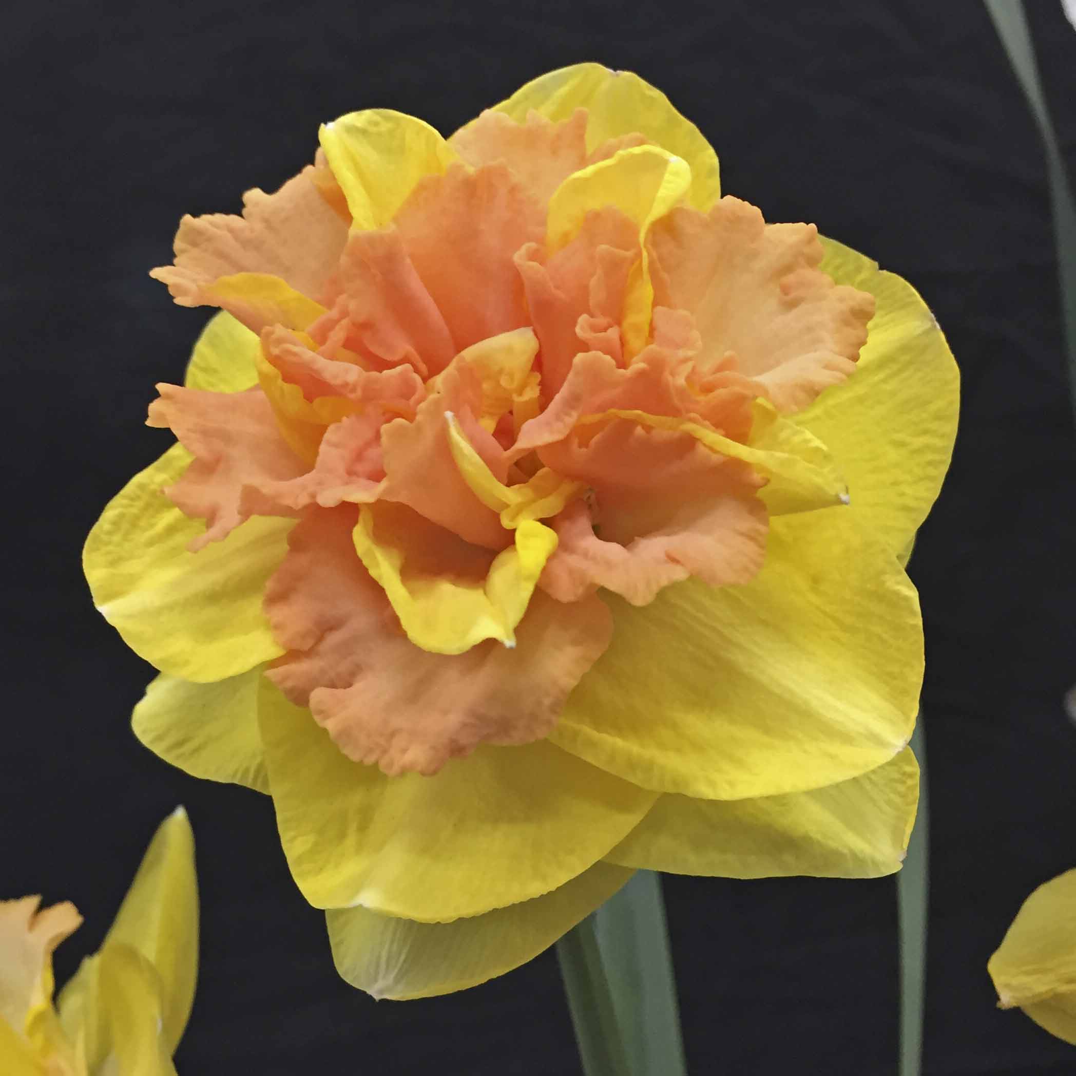 2018 Spring Flower Show Photos | Brightwater Horticultural Society