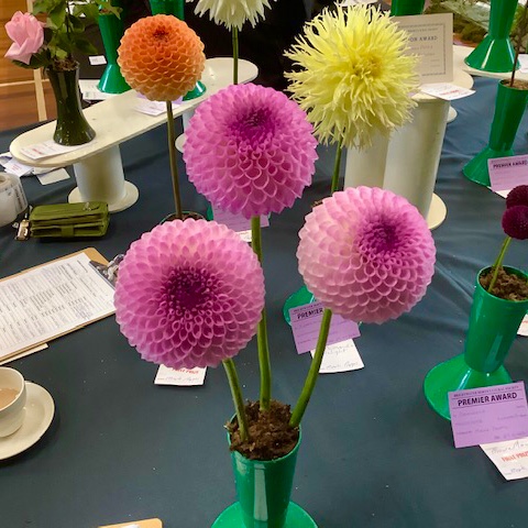 2021 Summer Flower Show Results | Brightwater Horticultural Society