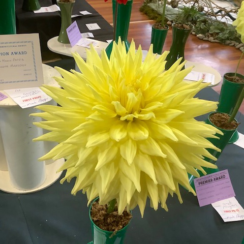 2021 Summer Flower Show Results | Brightwater Horticultural Society