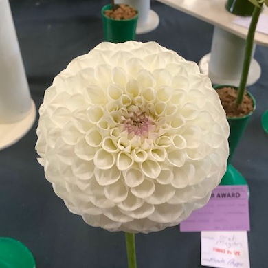 2021 Summer Flower Show Results | Brightwater Horticultural Society