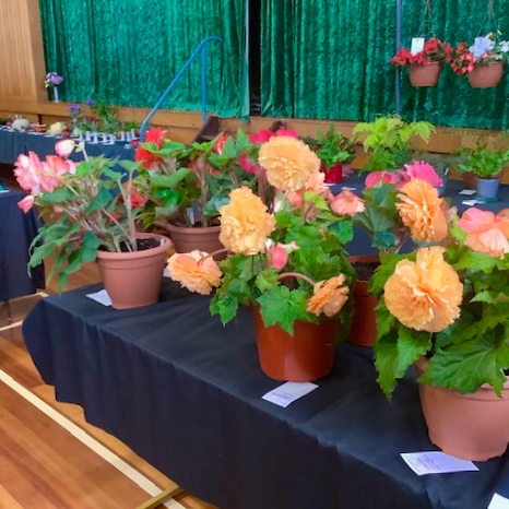 2021 Summer Flower Show Results | Brightwater Horticultural Society