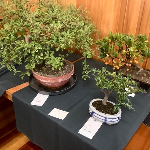 2021 Summer Flower Show Results | Brightwater Horticultural Society