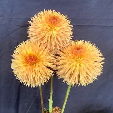 2021 Summer Flower Show Results | Brightwater Horticultural Society