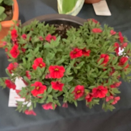 2021 Summer Flower Show Results | Brightwater Horticultural Society