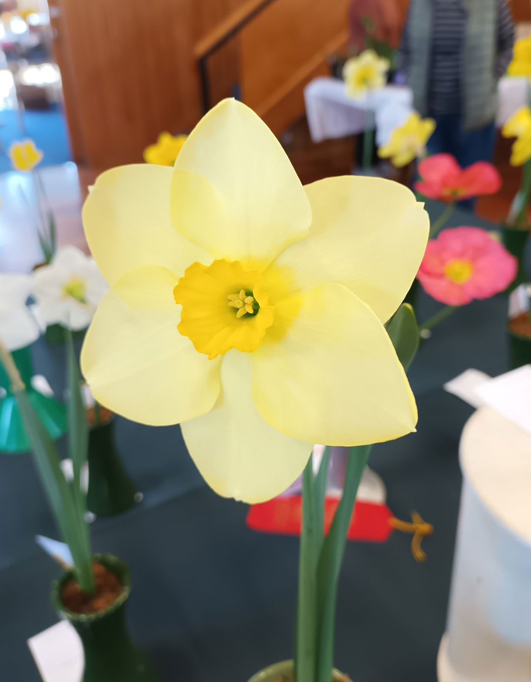 2022 Spring Flower Show Results | Brightwater Horticultural Society