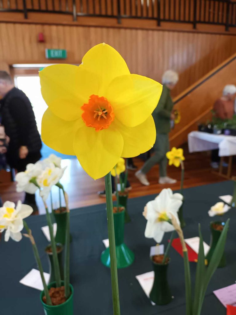 2022 Spring Flower Show Results | Brightwater Horticultural Society
