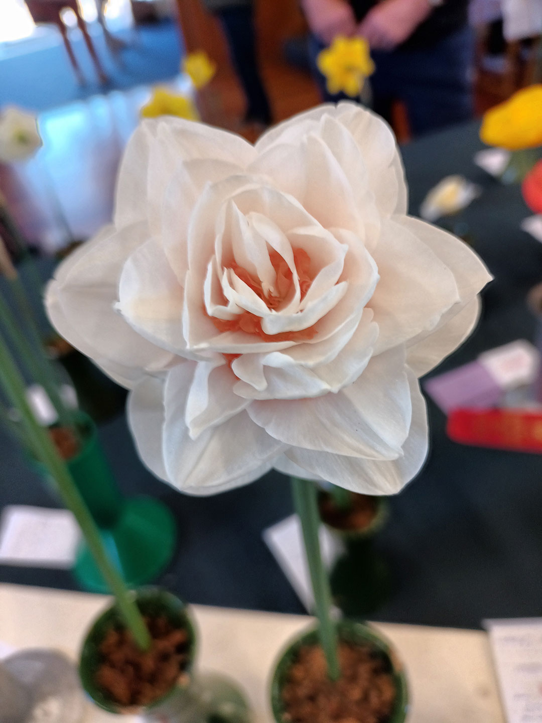 2022 Spring Flower Show Results | Brightwater Horticultural Society