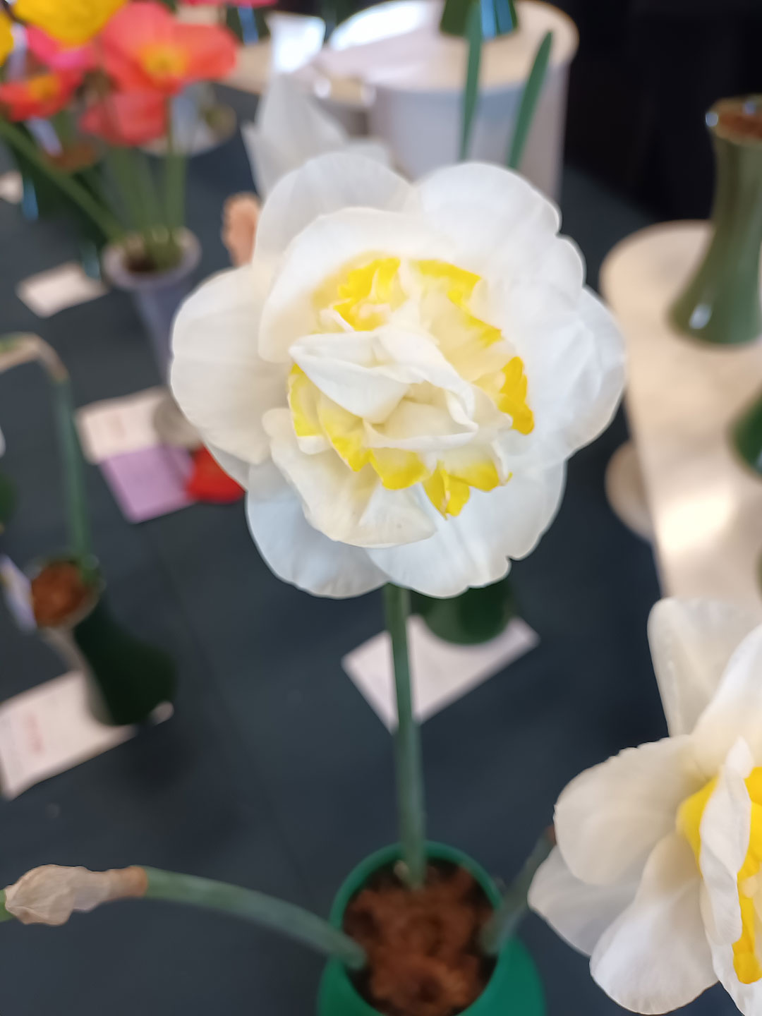 2022 Spring Flower Show Results | Brightwater Horticultural Society