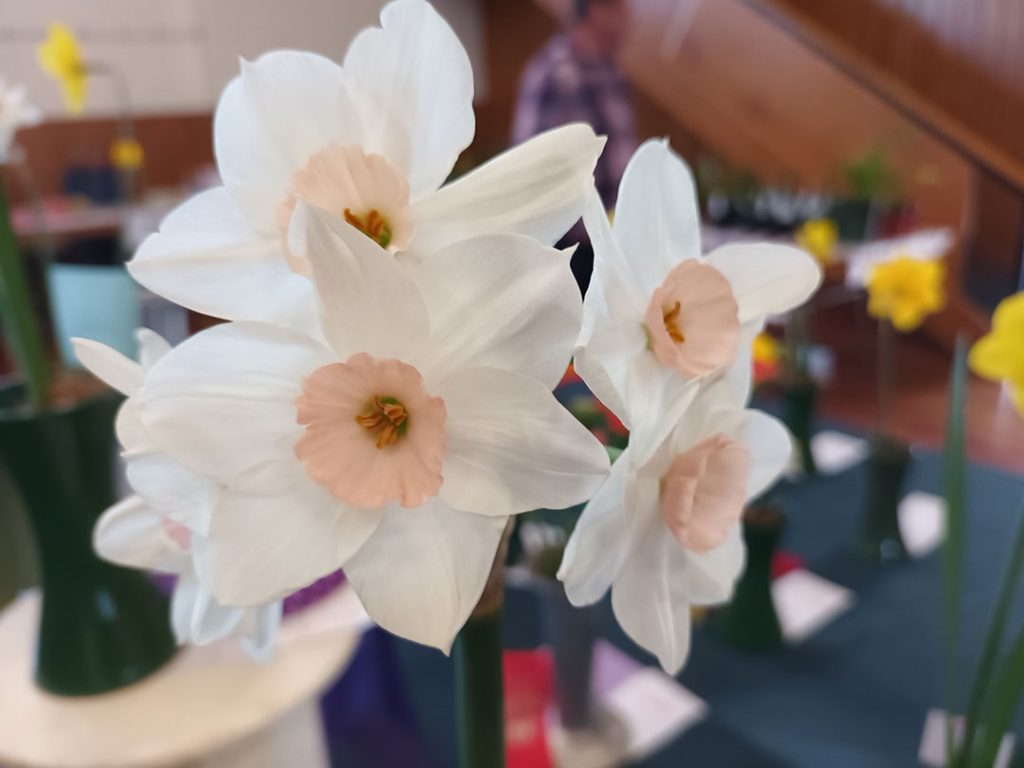2022 Spring Flower Show Results | Brightwater Horticultural Society
