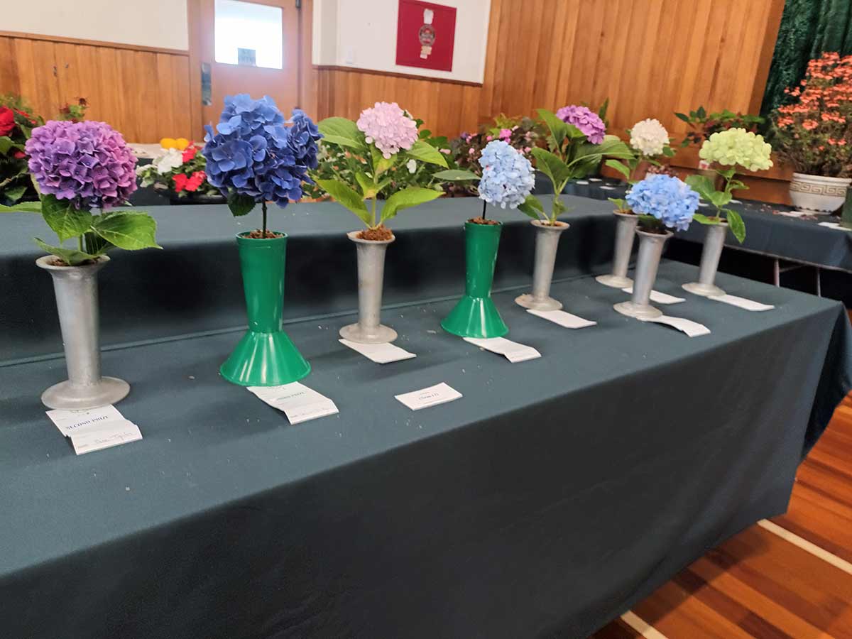 2023 Summer Flower Show Results | Brightwater Horticultural Society