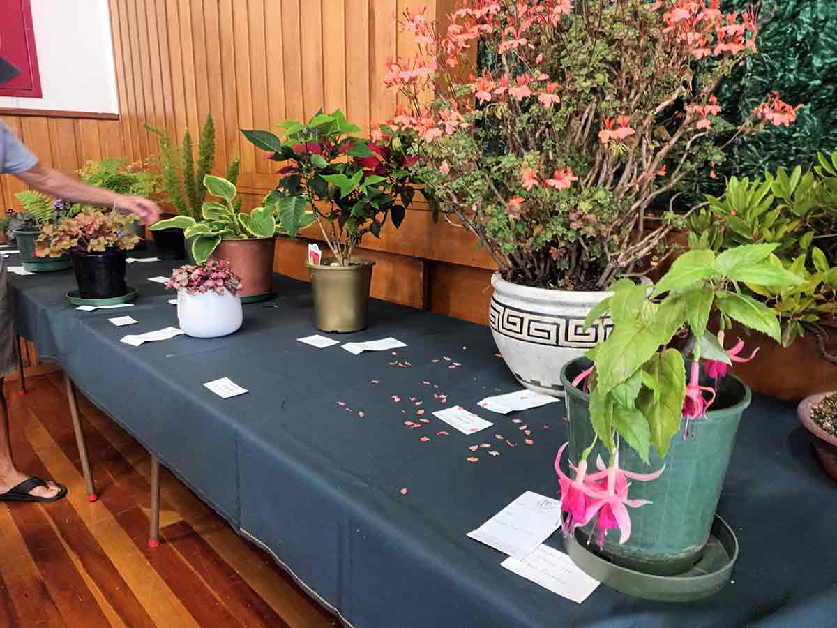 2023 Summer Flower Show Results | Brightwater Horticultural Society
