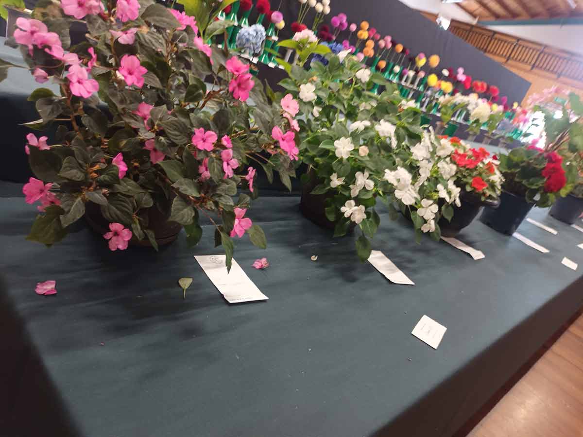 2023 Summer Flower Show Results | Brightwater Horticultural Society