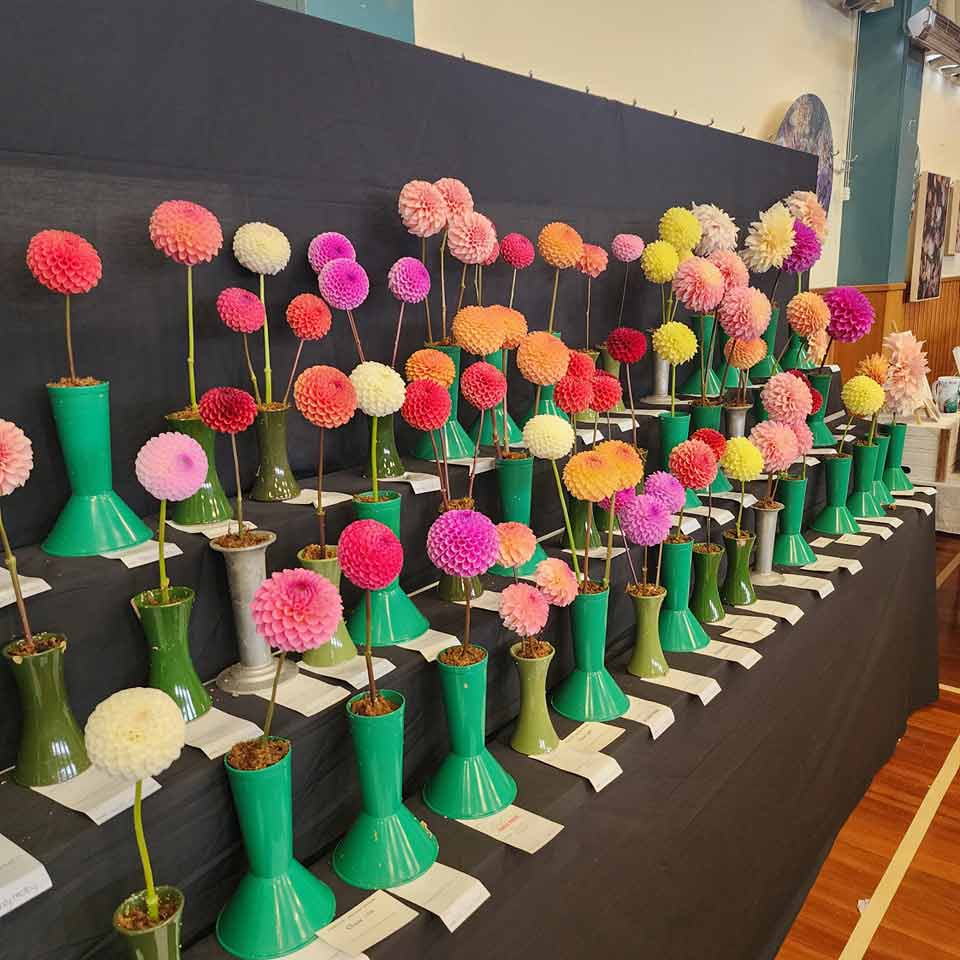2024 Summer Flower Show Results | Brightwater Horticultural Society