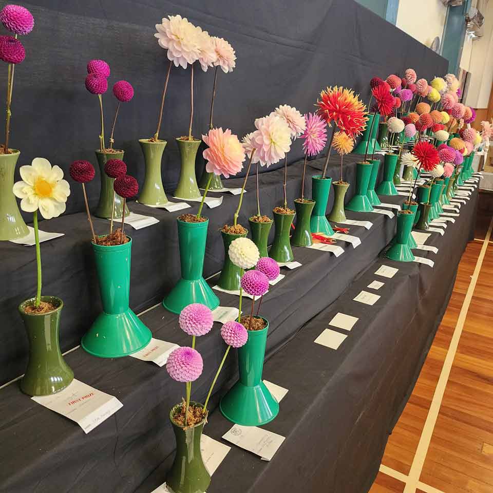 2024 Summer Flower Show Results | Brightwater Horticultural Society