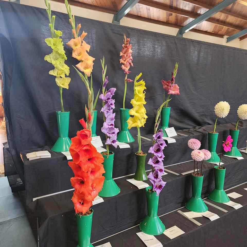 2024 Summer Flower Show Results | Brightwater Horticultural Society
