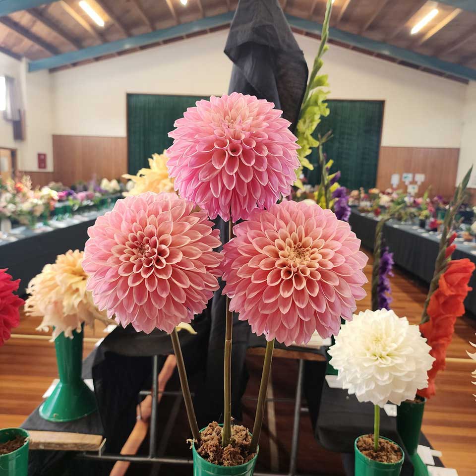 2024 Summer Flower Show Results | Brightwater Horticultural Society