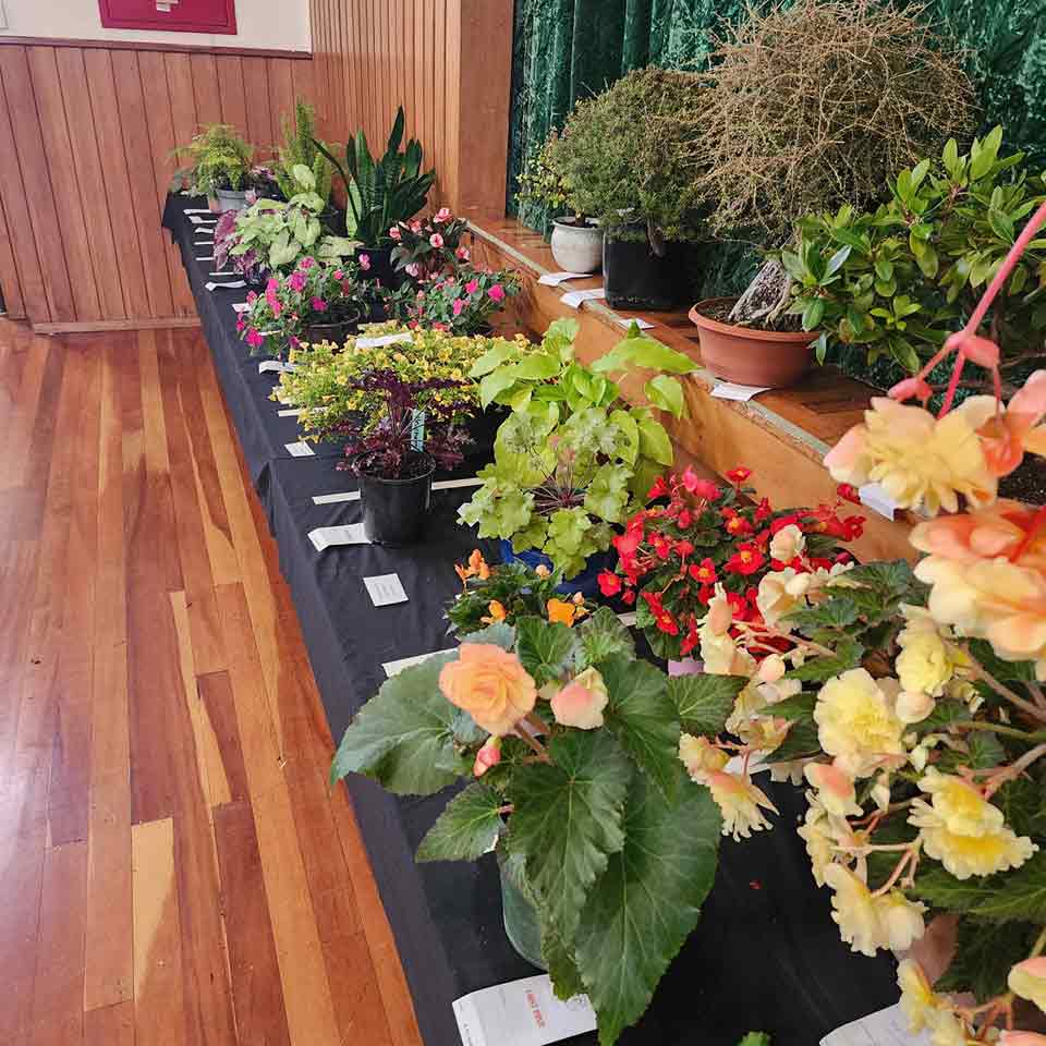 2024 Summer Flower Show Results | Brightwater Horticultural Society