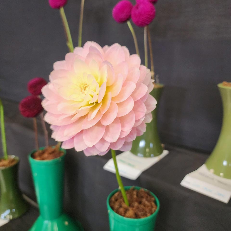 2024 Summer Flower Show Results | Brightwater Horticultural Society