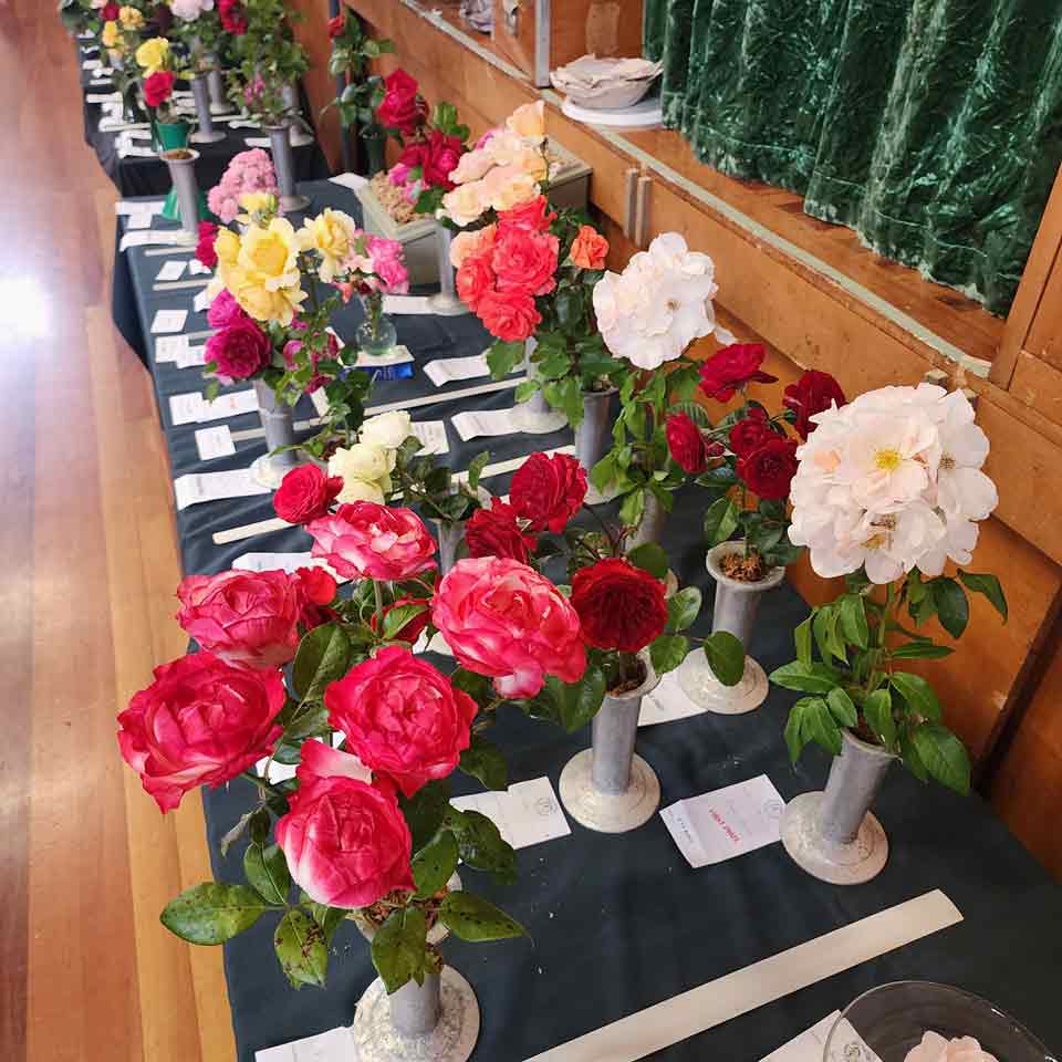 2024 Summer Flower Show Results | Brightwater Horticultural Society
